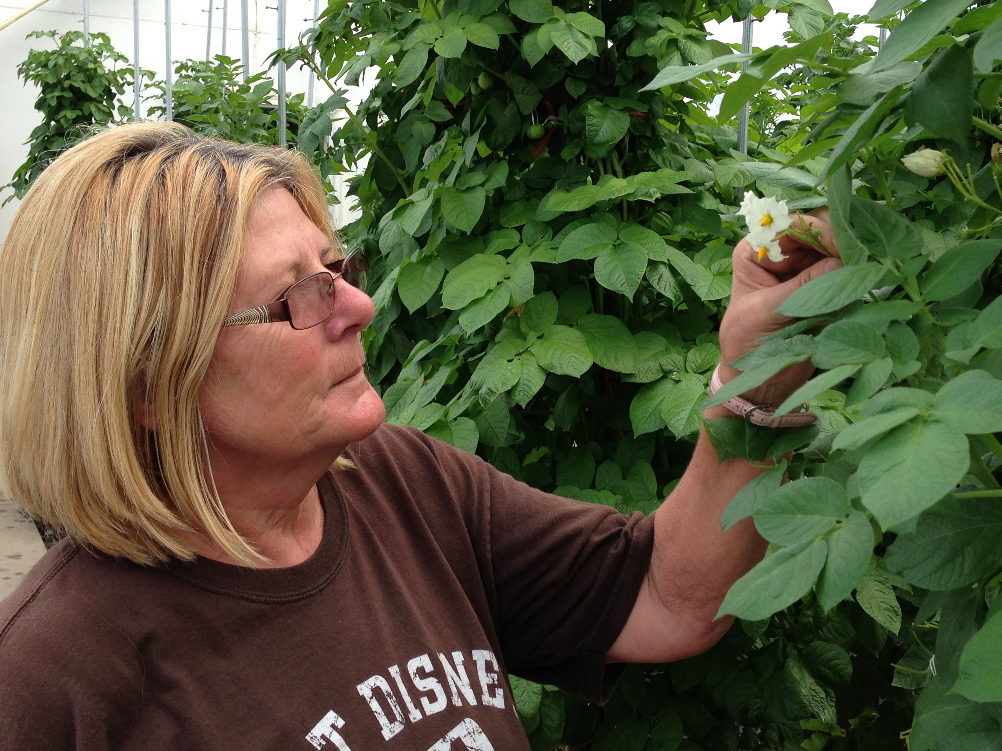 Edith_flowers – Potato Breeding & Genetics