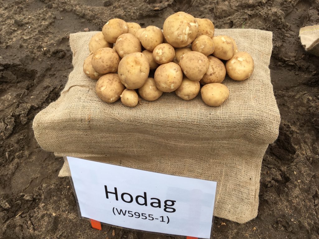 Hodag potato – Potato Breeding & Genetics