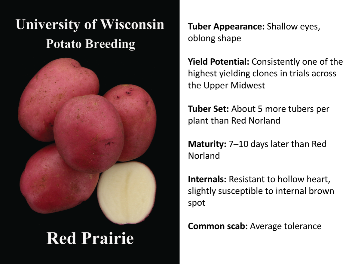 Varieties – Potato Breeding & Genetics