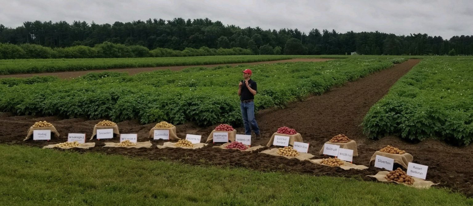 Potato Breeding & Genetics
